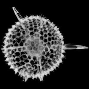 Hexacontium spp