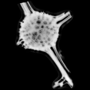 Hexacontium spp