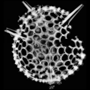 Hexacontium spp